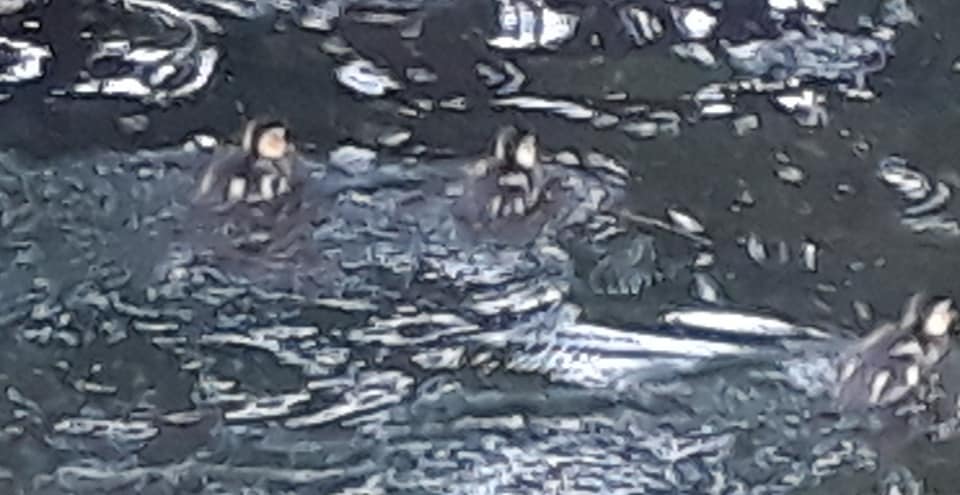 A new brood for July! – The Clapton Pond Neighbourhood Action Group