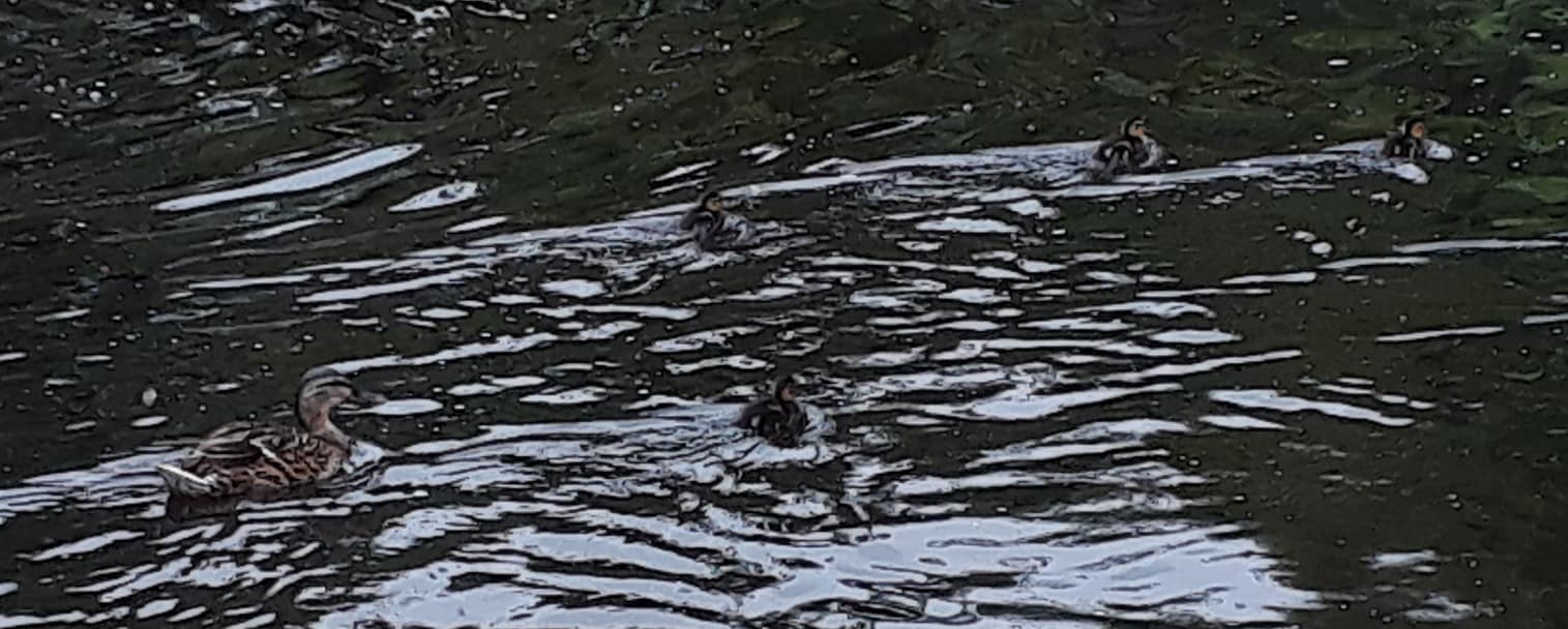 A new brood for July! – The Clapton Pond Neighbourhood Action Group
